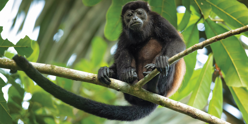 Northwestern Magazine: Monkey Business